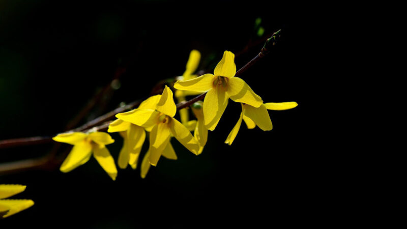 Brighten your winter by forcing flowering branches | News, Sports, Jobs ...